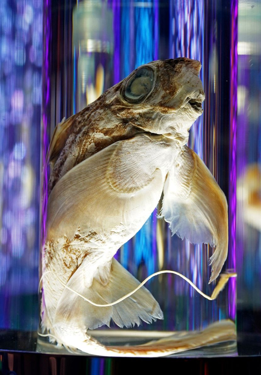 Sportello dei diritti - dalla parte dei cittadini - Scoperta una nuova ...