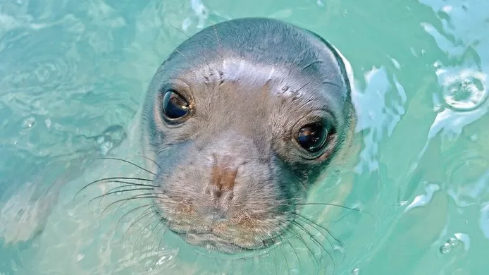 Sportello dei diritti - dalla parte dei cittadini - La foca Kostis ...