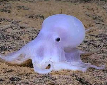 Sportello dei diritti - dalla parte dei cittadini - Casper, il polpo ...